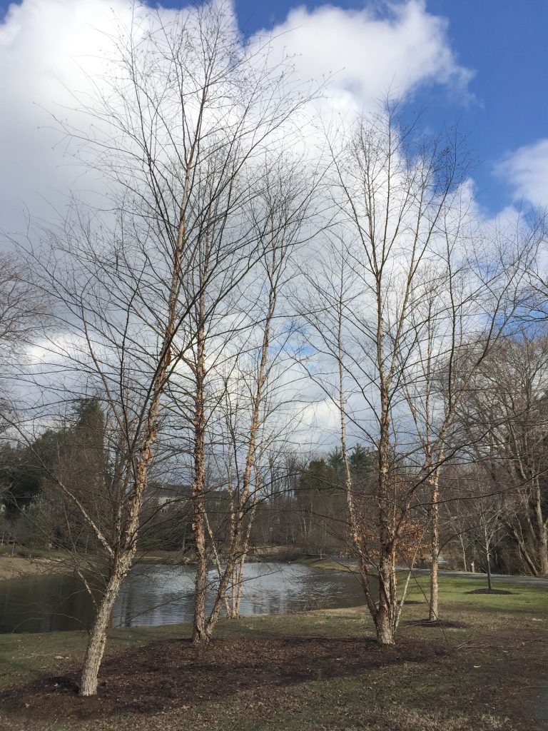 Betula nigra (River Birch, Red Birch)