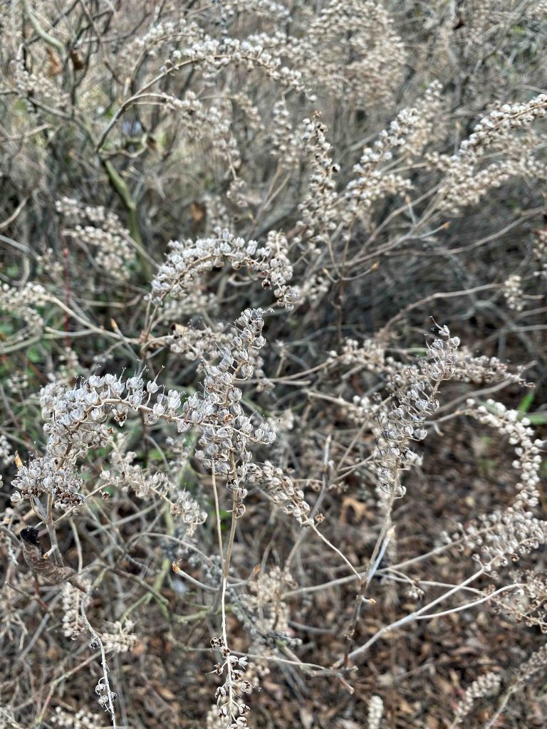 Clethra alnifolia (Sweet Pepperbush, Summersweet)