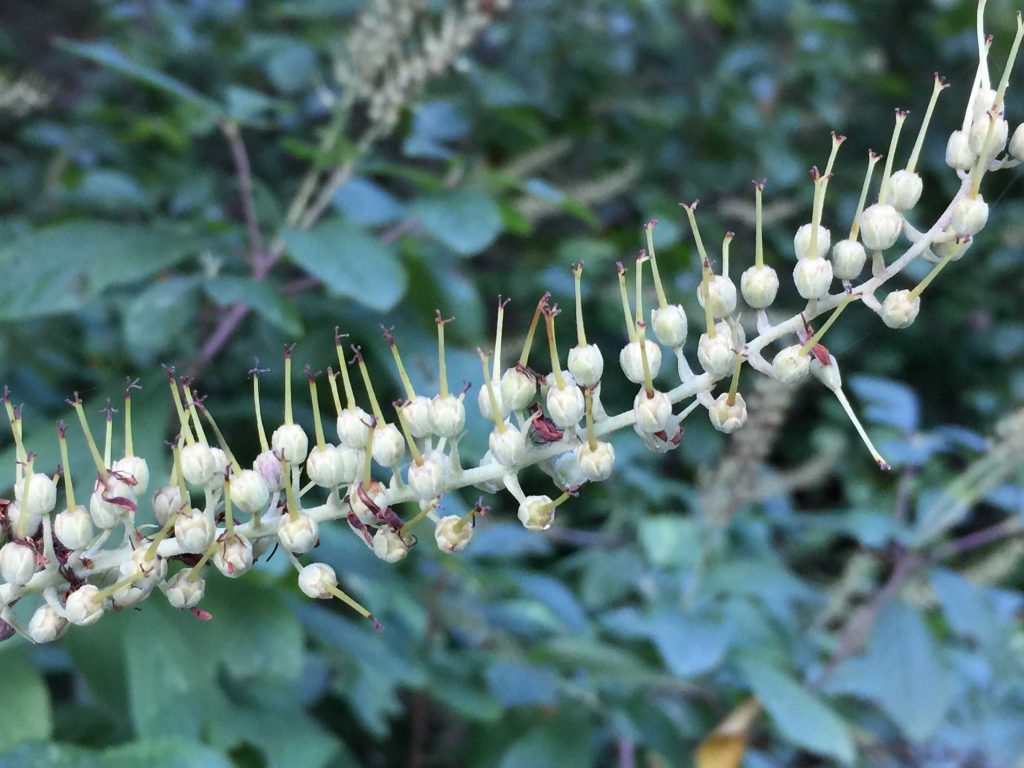 Clethra alnifolia (Sweet Pepperbush, Summersweet)