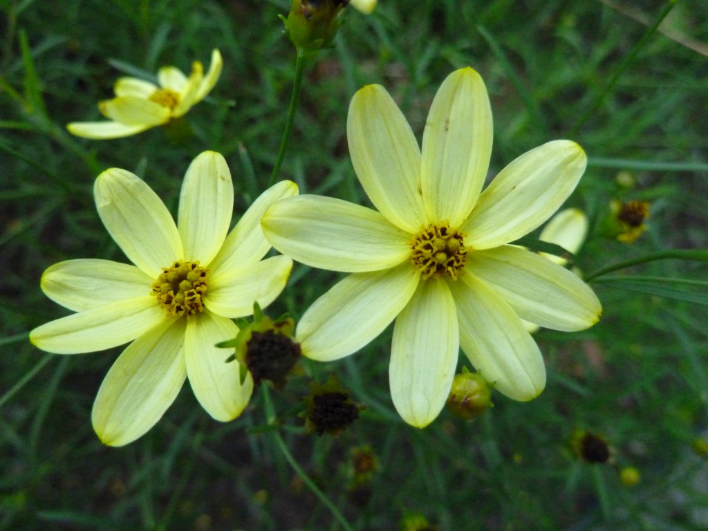 Coreopsis verticillata (Threadleaf Coreopsis, Whorled Tickseed)