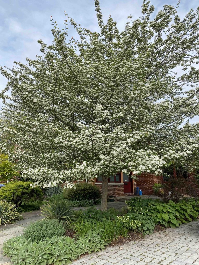 Crataegus crus-galli (Cockspur Hawthorn)