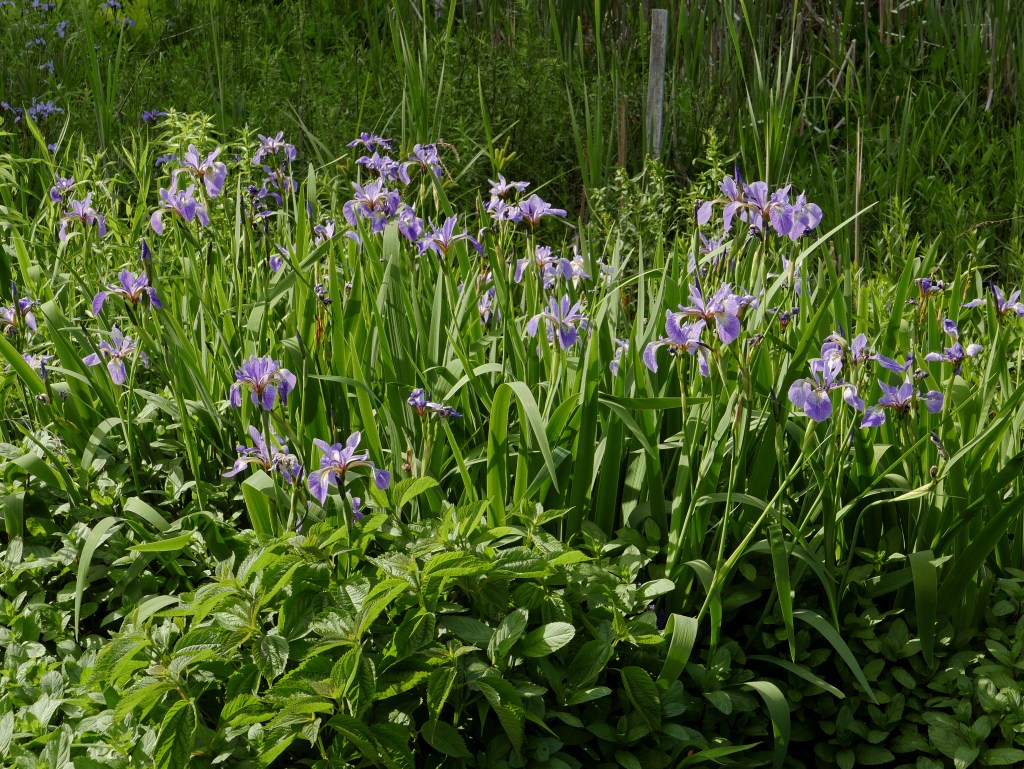 Iris virginica (Virginia or Southern Blue Flag)