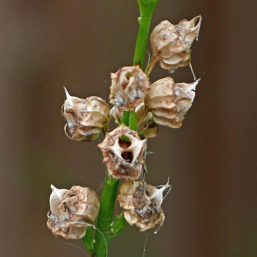 Lobelia cardinalis (Cardinal Flower)