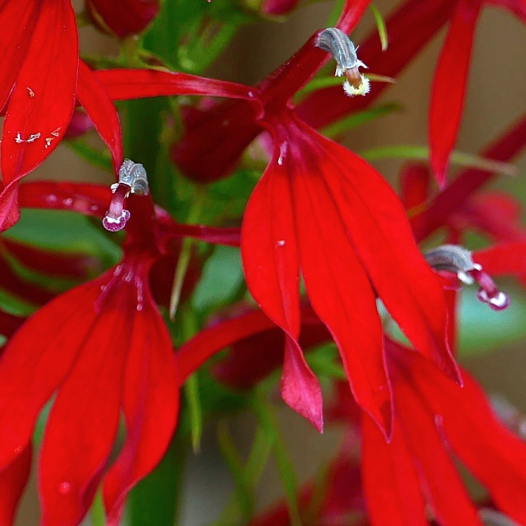Lobelia cardinalis (Cardinal Flower)