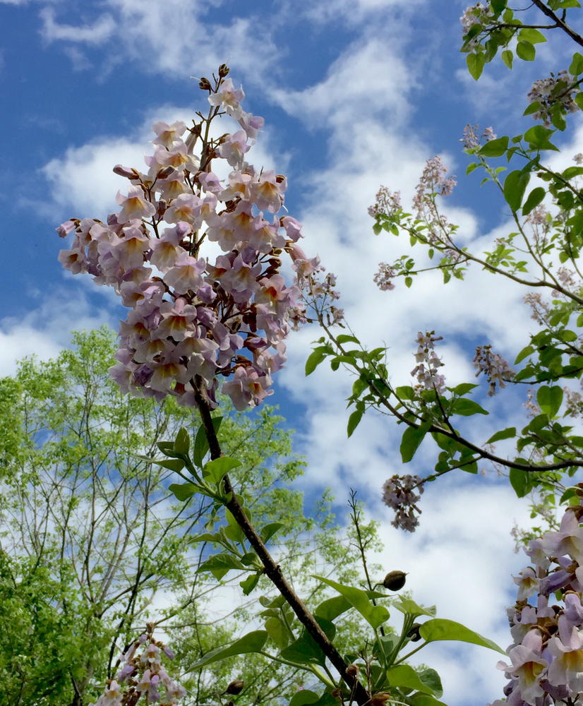 Princess Tree (Paulownia tomentosa)