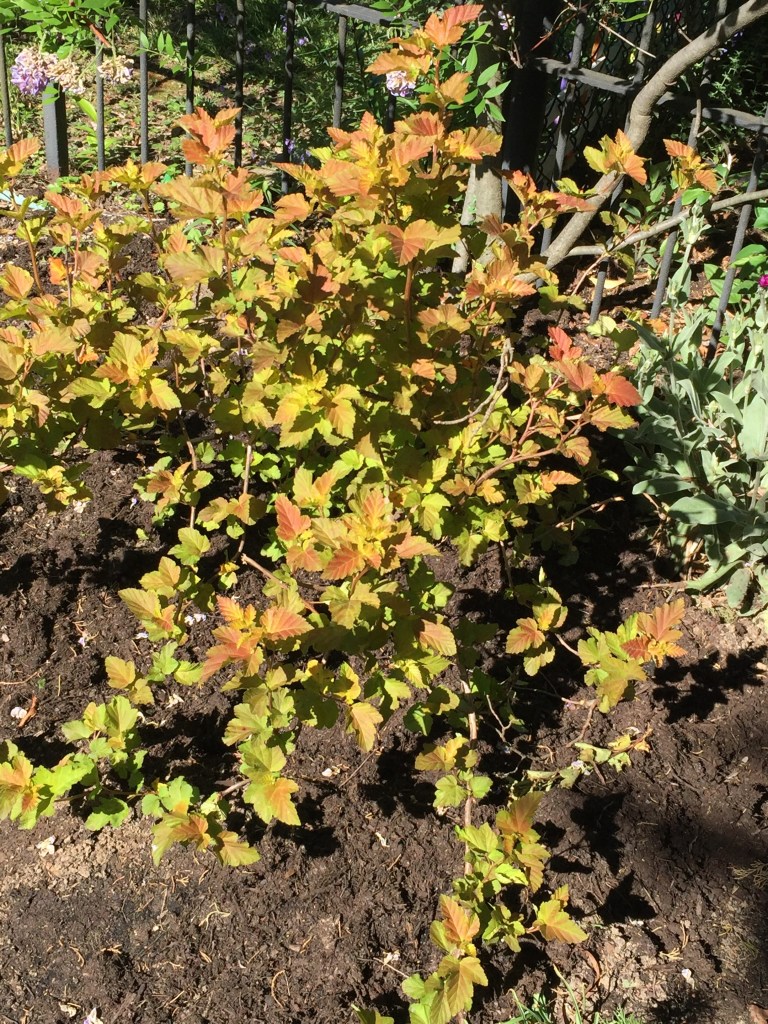 Physocarpus opulifolius (Common or Eastern Ninebark)