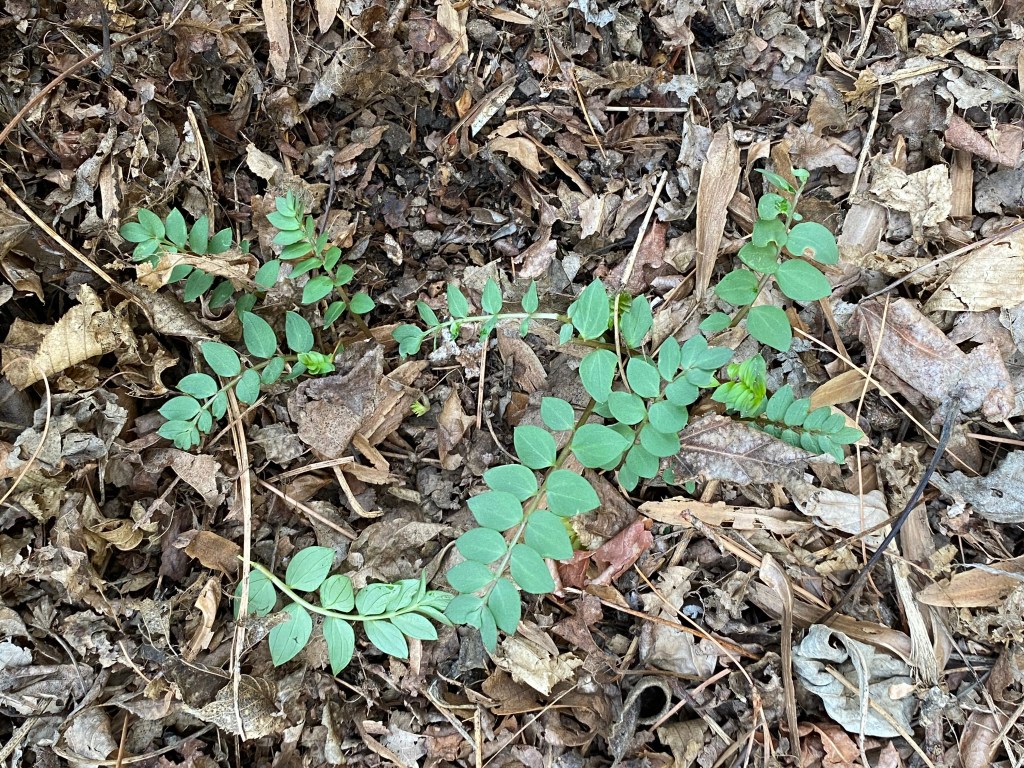 Polemonium reptans ([Spreading] Jacob’s Ladder, Greek Valerian)