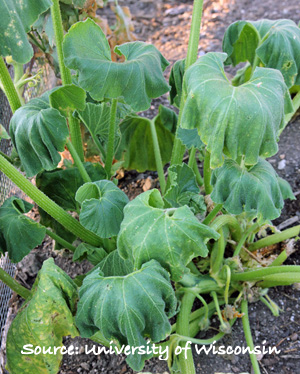 May – Cucurbit Pests