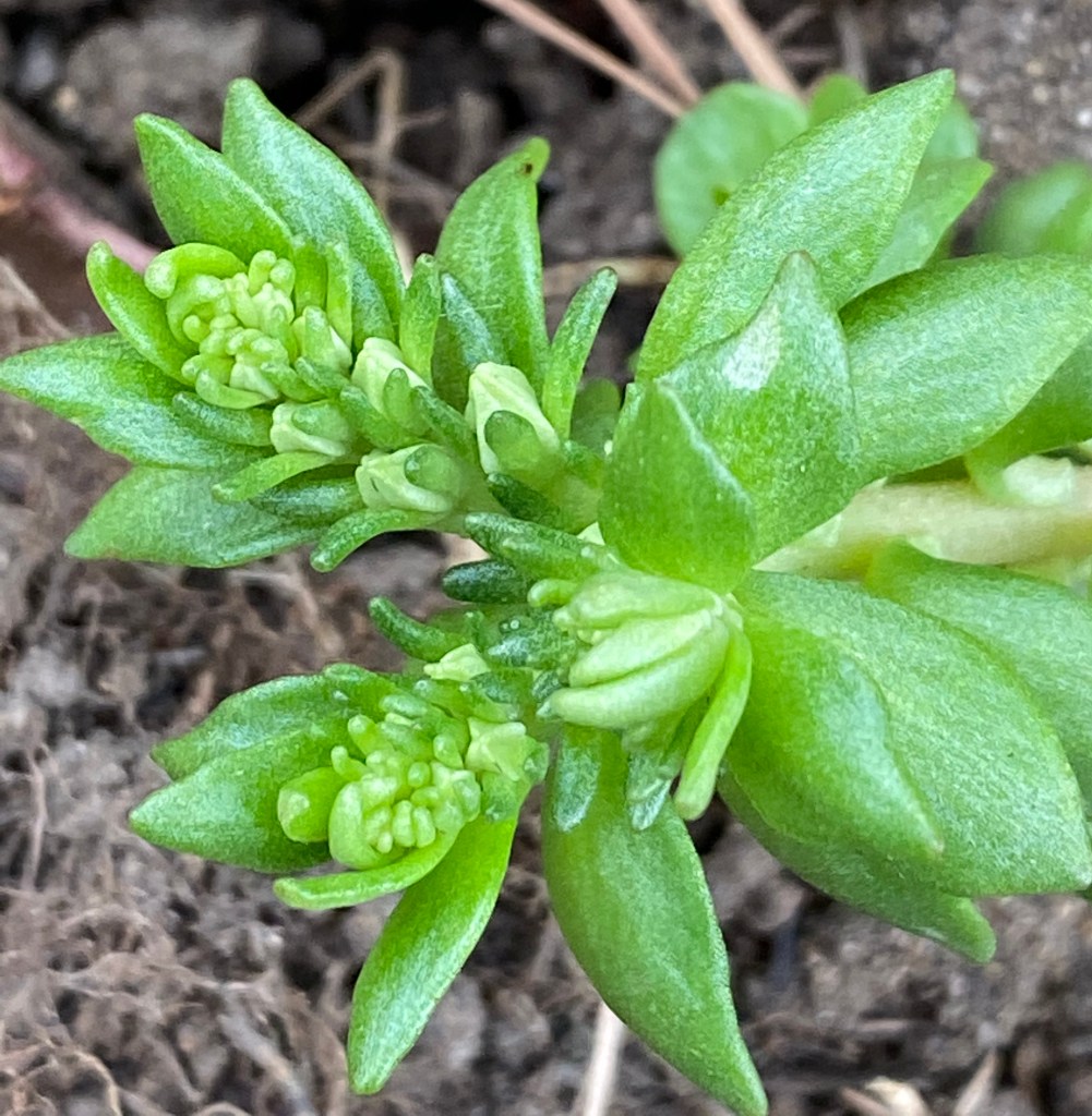 Sedum ternatum (Wild, Woodland, or Three-leaved Stonecrop)