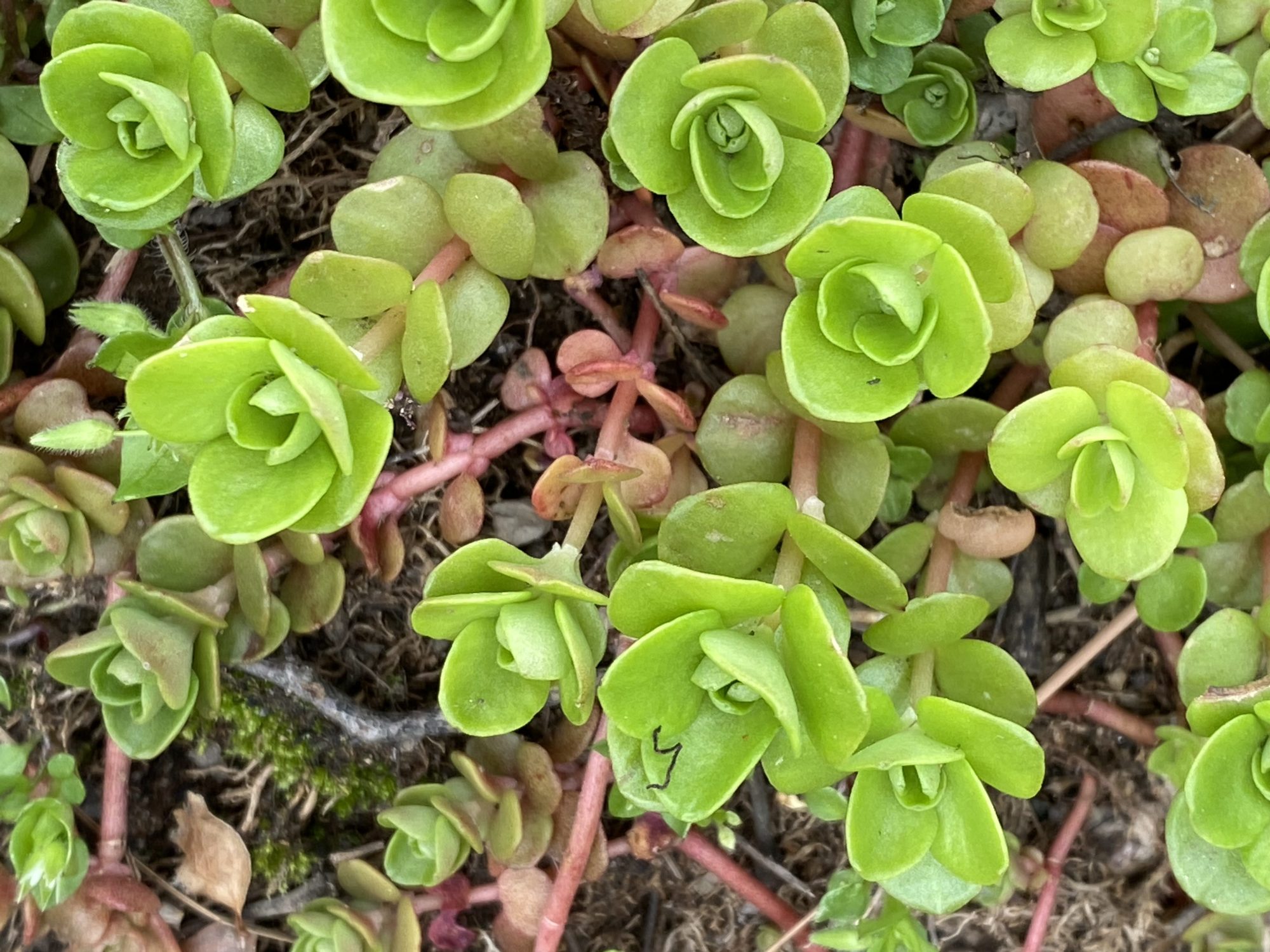 Sedum_ternatum_Leaves_Mar_ELM