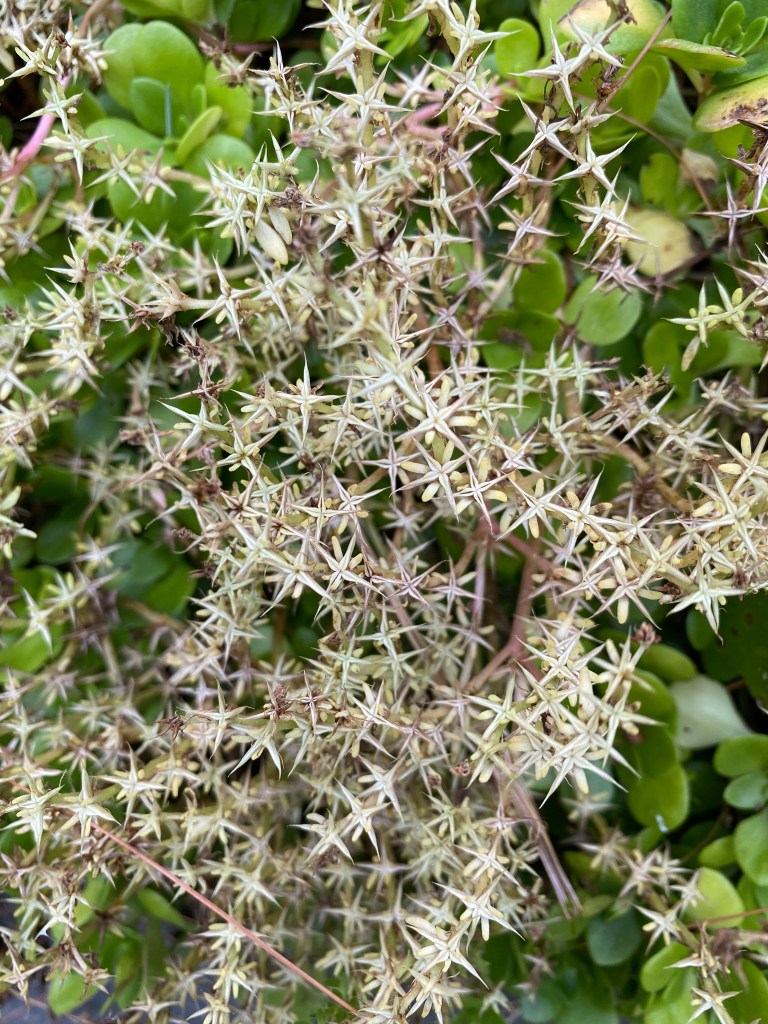 Sedum ternatum (Wild, Woodland, or Three-leaved Stonecrop)