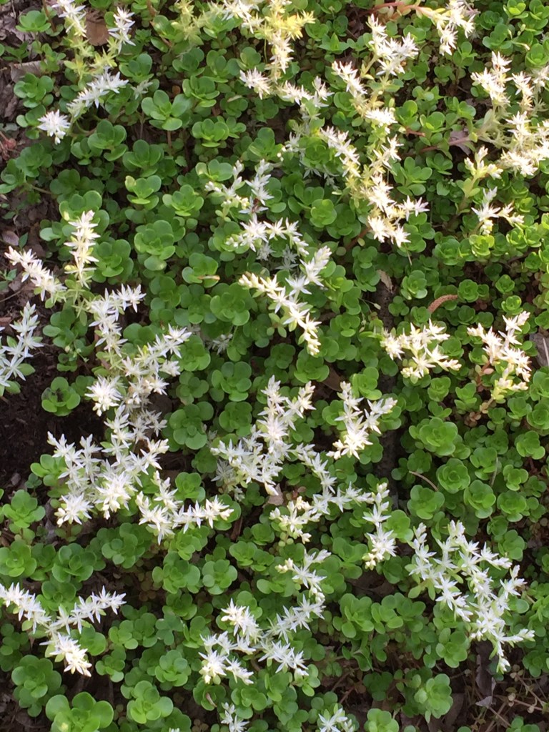 Sedum ternatum (Wild, Woodland, or Three-leaved Stonecrop)