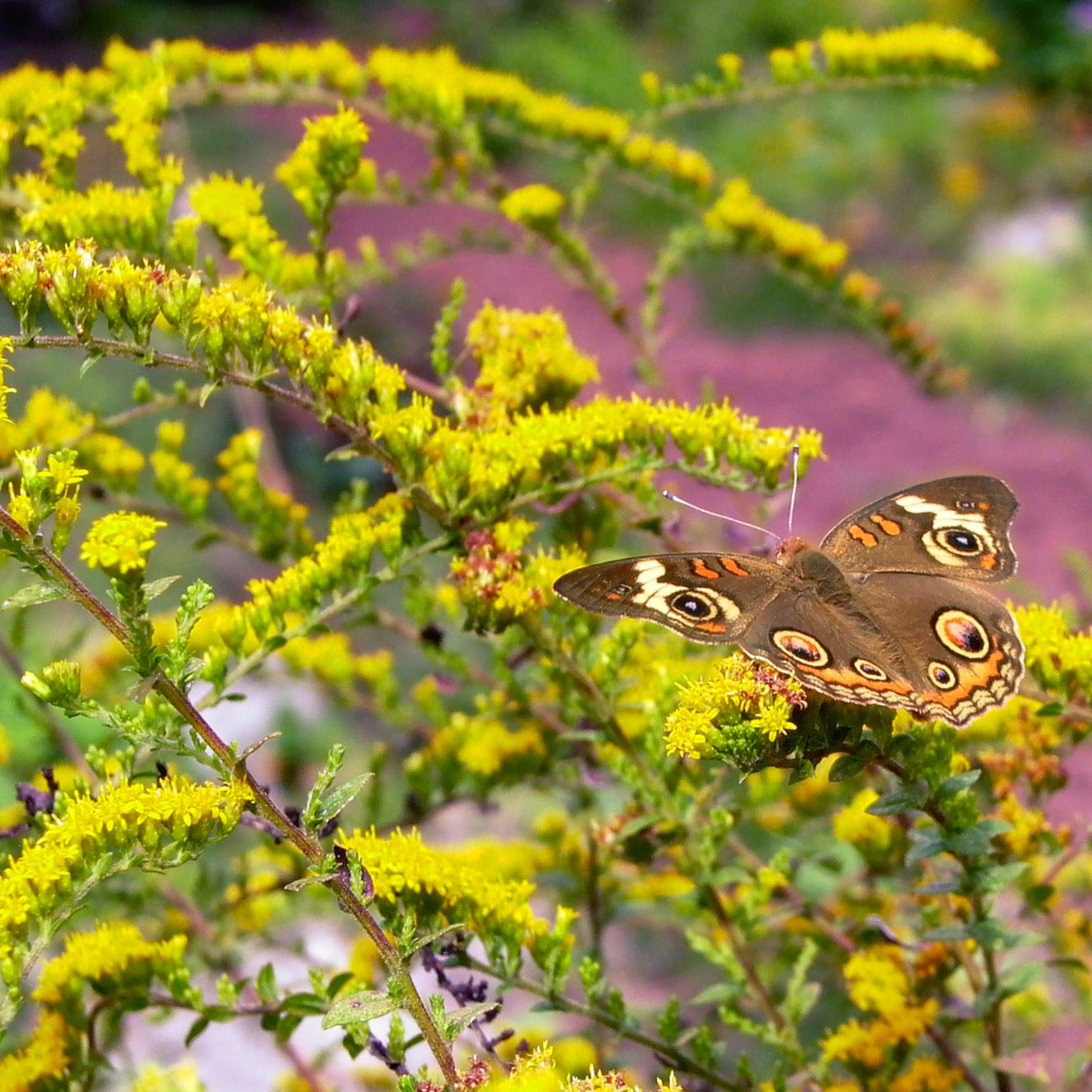 Solidago_rugosa_’Fireworks’_Common_Buckeye_Oct_MMF