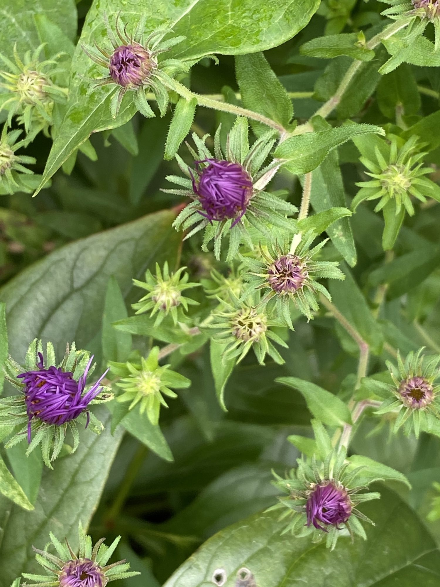 Symphyotrichum_novae-angliae_Flower_Buds-3_Sep_ELM