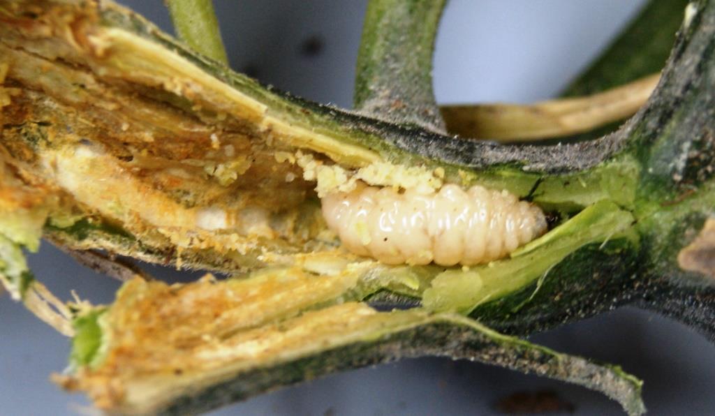 May – Cucurbit Pests