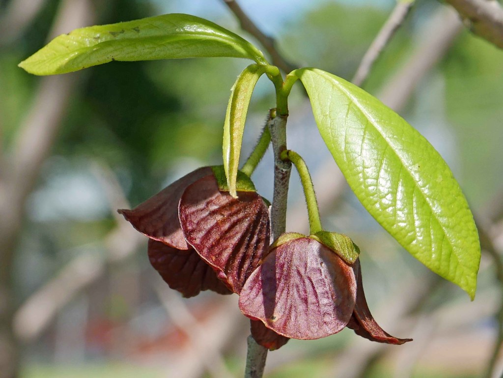 Tree Asimina Triloba Common Pawpaw