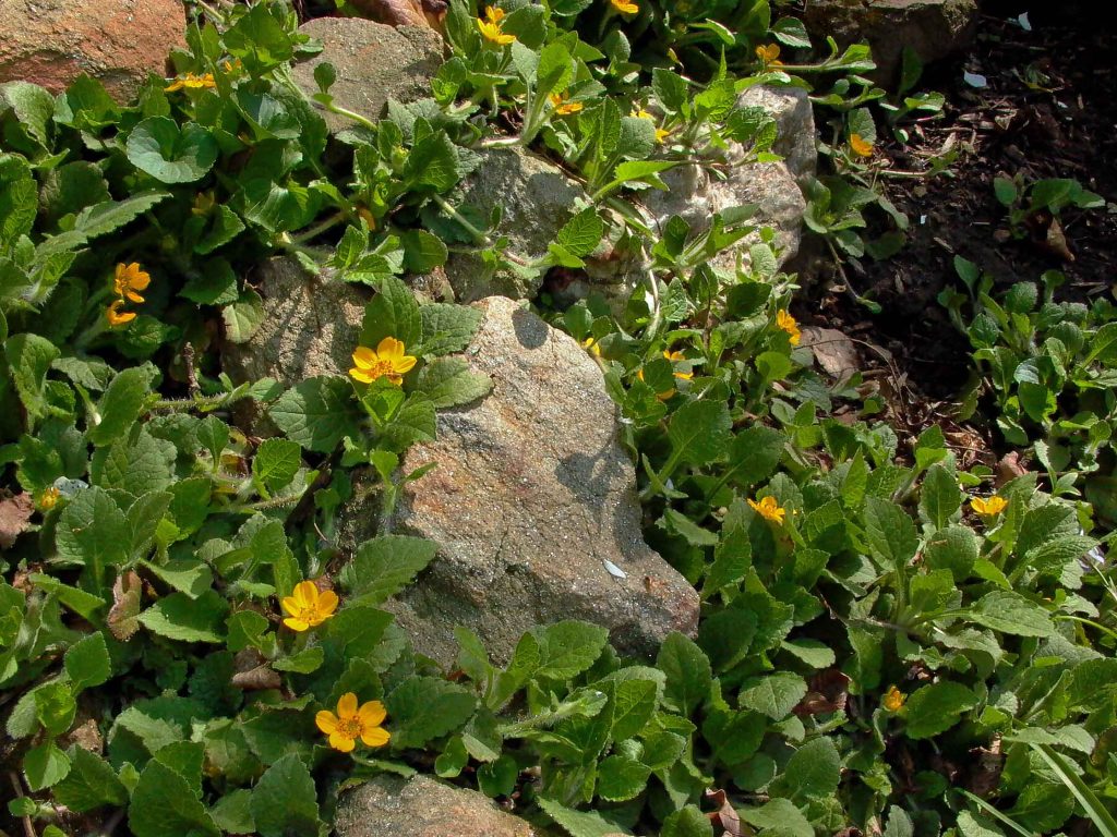Chrysogonum virginianum (Green-and-Gold)