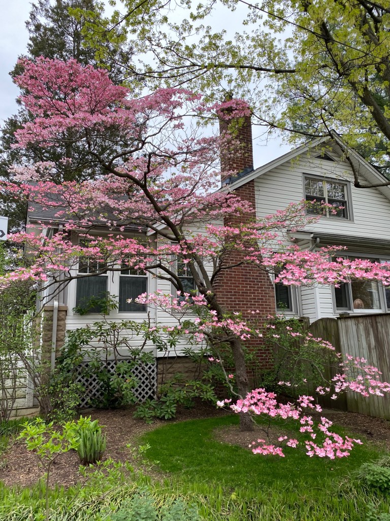 Benthamidia florida (Flowering Dogwood)