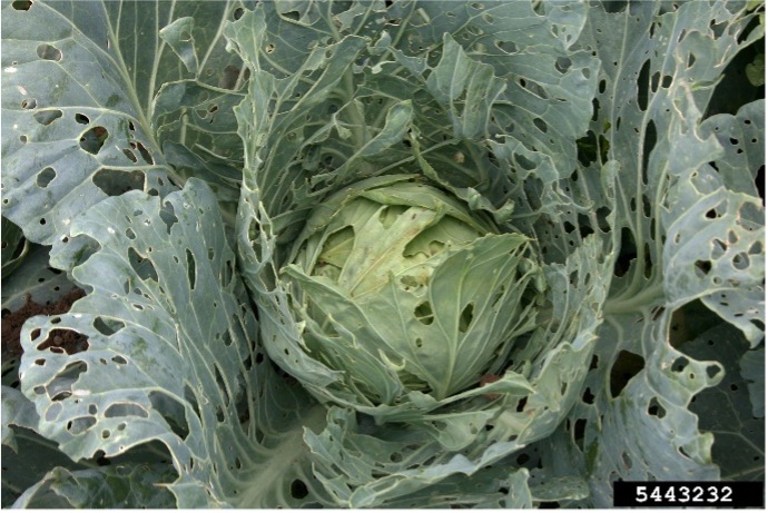 July – Pests of Cabbage, Kale, and Collards