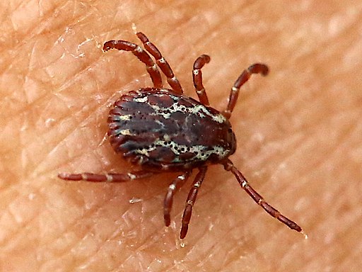 Protecting Yourself From Ticks Without Harming Pollinators