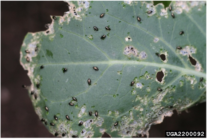 July – Pests of Cabbage, Kale, and Collards