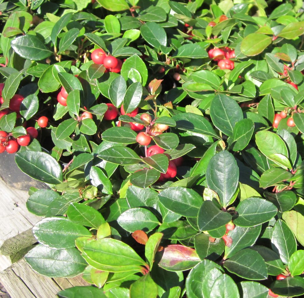 Procumbent, Decumbent