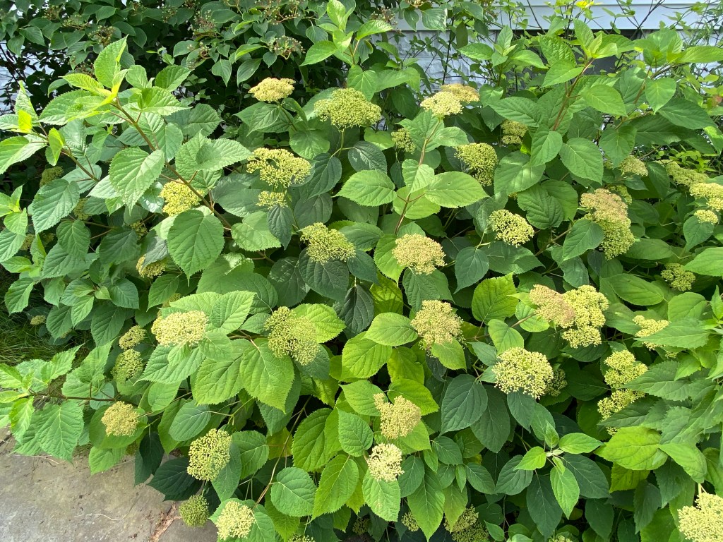 Hydrangea arborescens (Wild or Smooth Hydrangea)