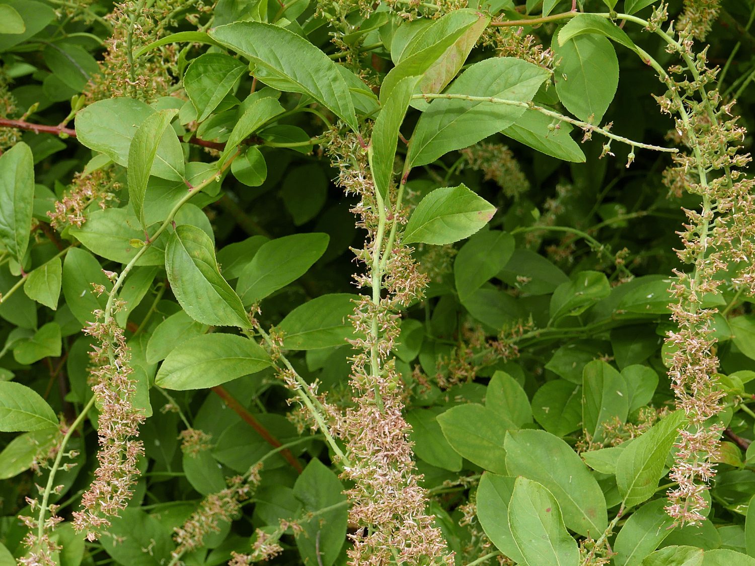 Itea virginica (Virginia Sweetspire, Virginia-willow)