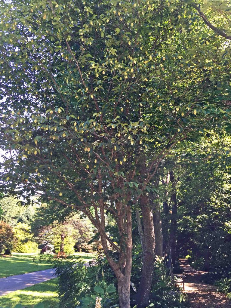 Ostrya virginiana ([Eastern] Hop-hornbeam, Ironwood)