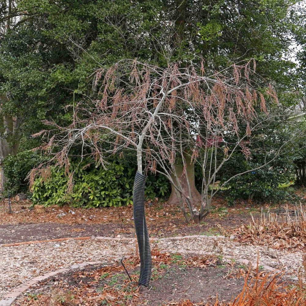 Oxydendrum_arboreum_Tree_with_persistent_fruit_Dec_MMF
