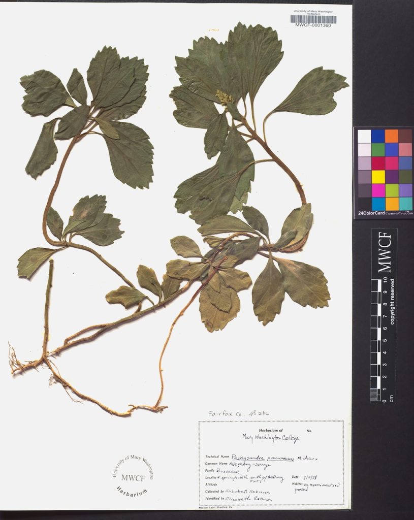 Procumbent, Decumbent