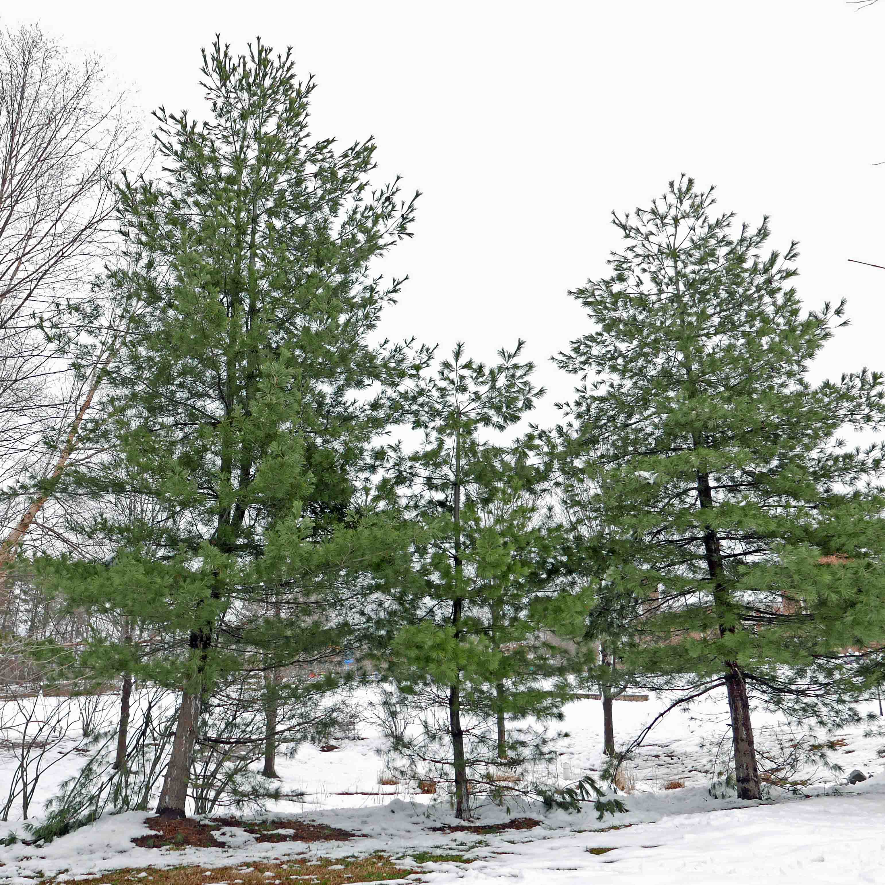 Pinus_strobus_in_snowy_landscape_Jan_MMF