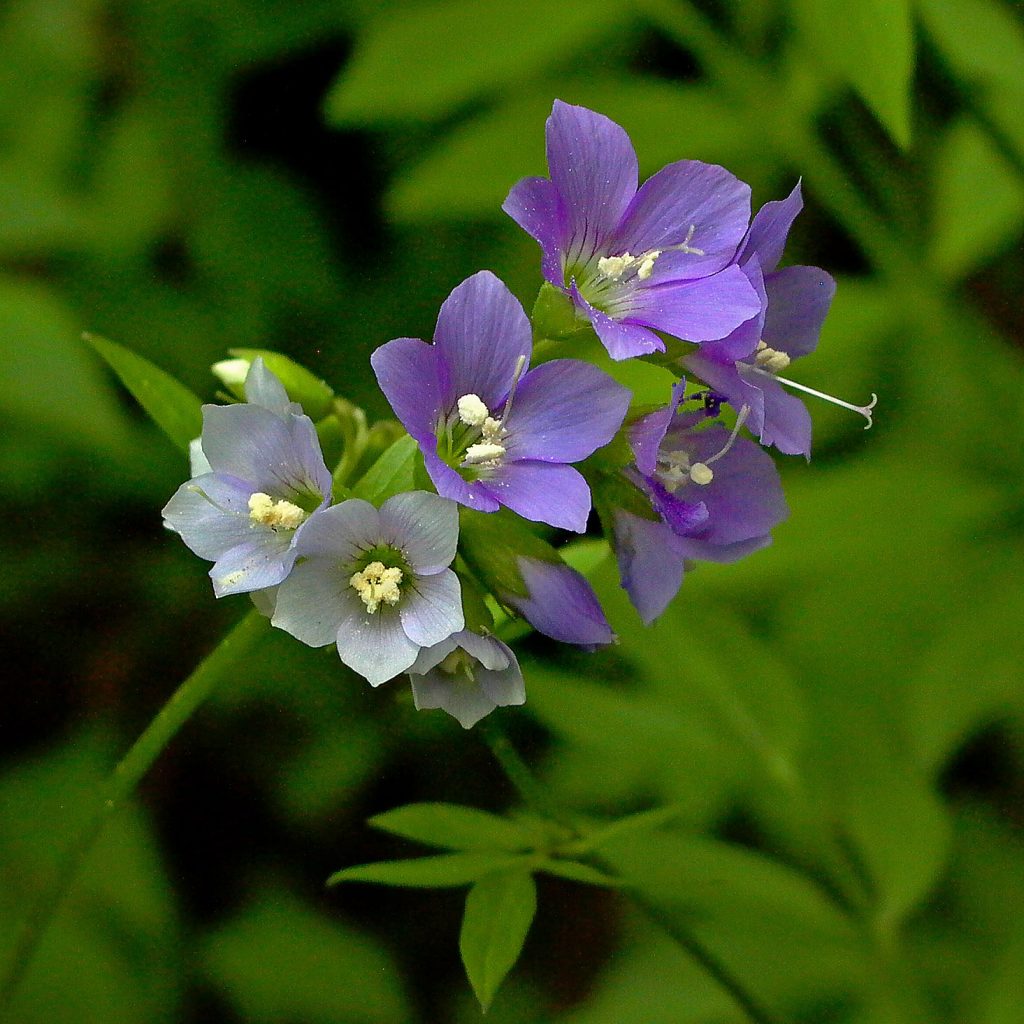 Polemonium reptans ([Spreading] Jacob’s Ladder, Greek Valerian)