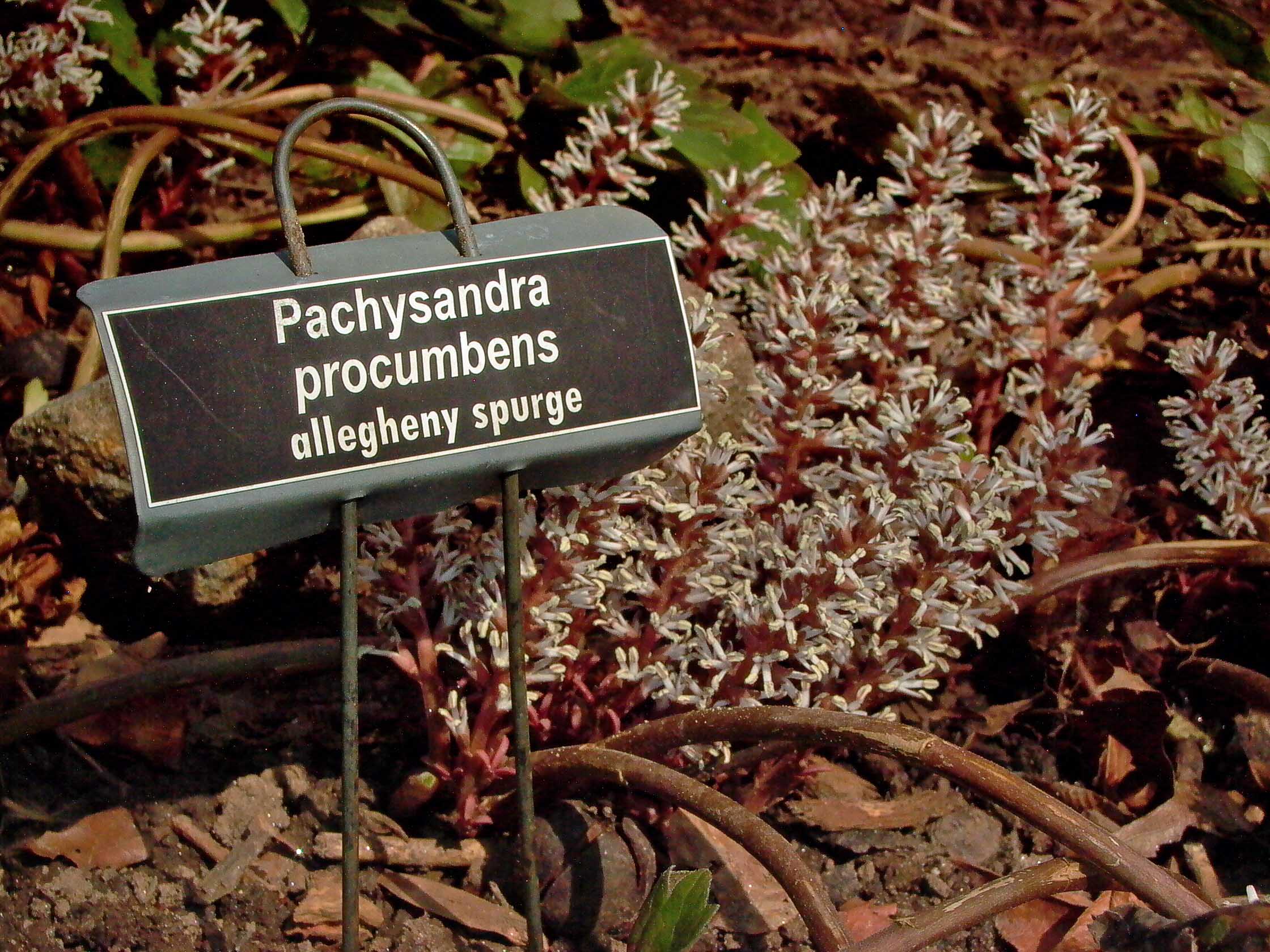 Procumbent_Pachysandra_procumbens_Stems_Flowers_Mar_MMF