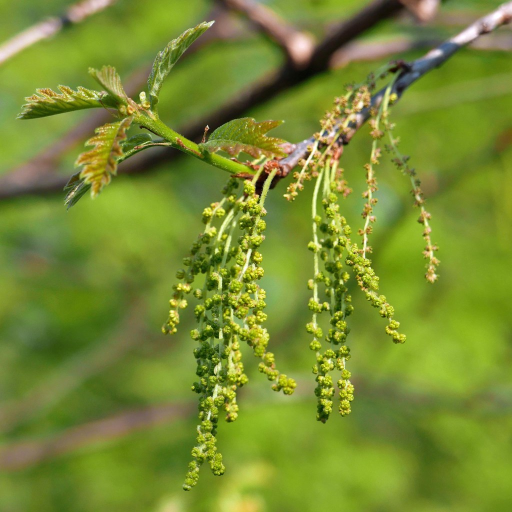 Quercus alba (White Oak)