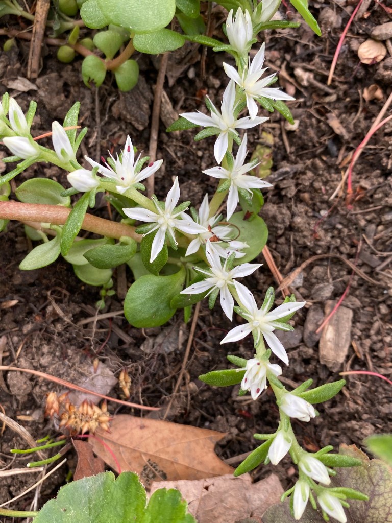 Sedum ternatum (Wild, Woodland, or Three-leaved Stonecrop)