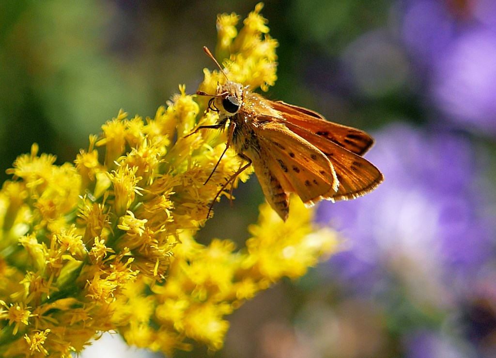 Capitulum, Disk, Disk Floret, Floret, Ligule, Ray Floret
