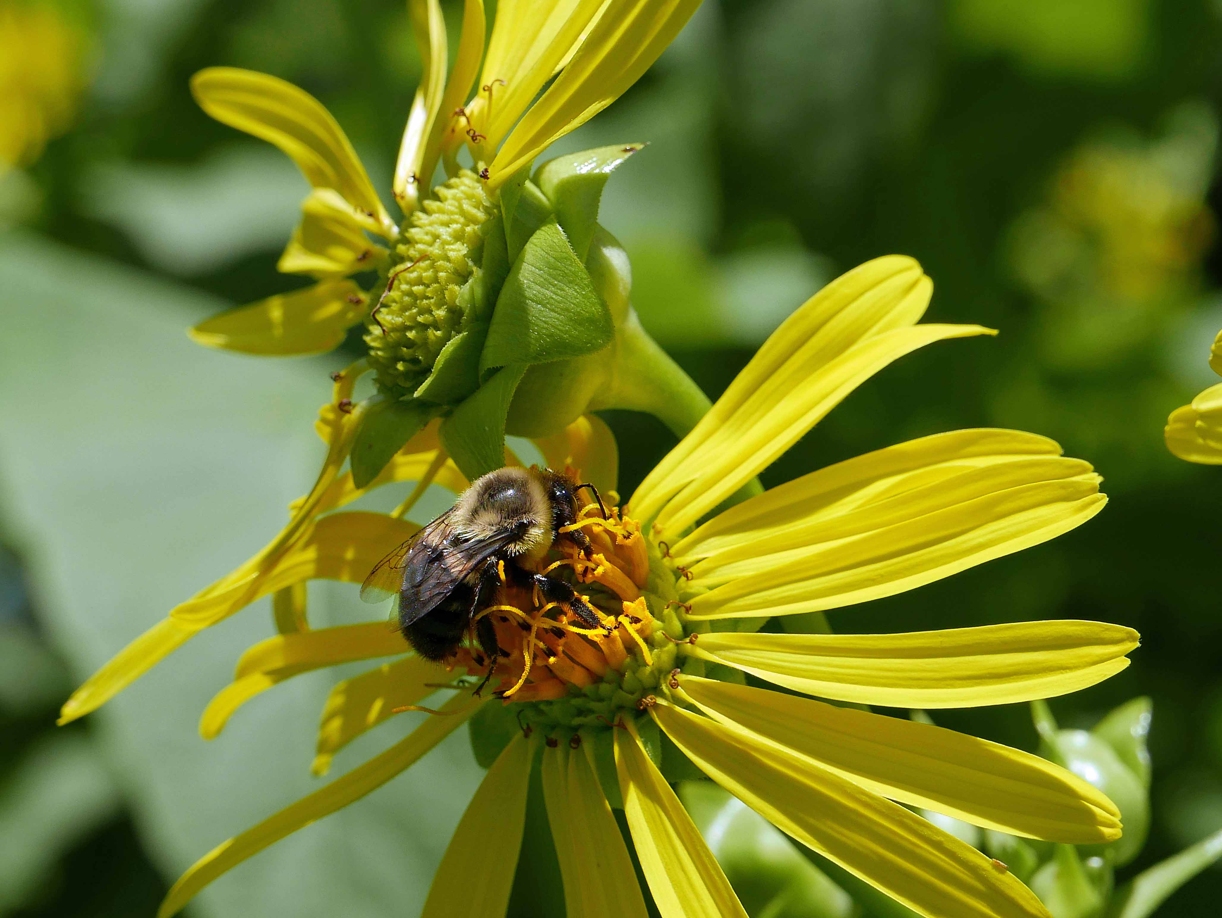 Simpson_The_Berm_Silphium_perfoliatum_with_common_eastern_bumble_bee ...