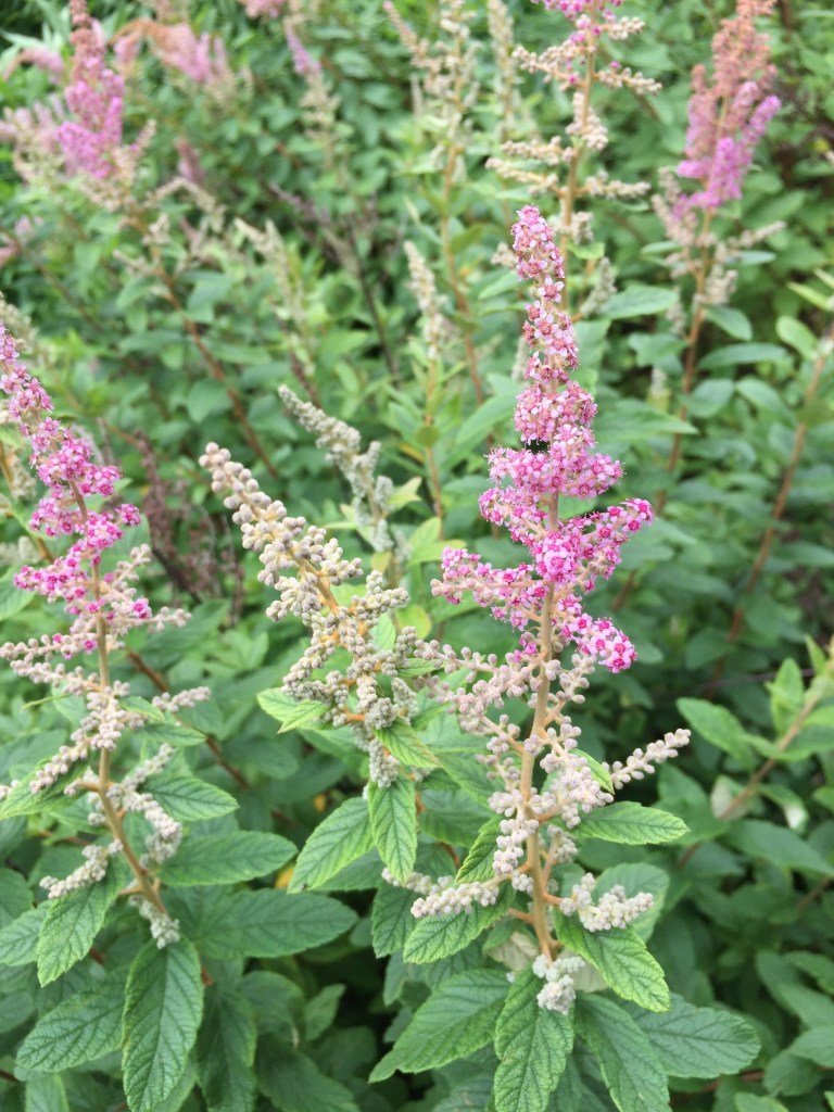 Spiraea tomentosa (Steeplebush)