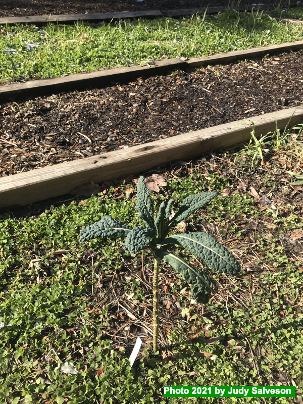 Tuscan_kale_cover_crops_OVG_feb2021_JSjpg