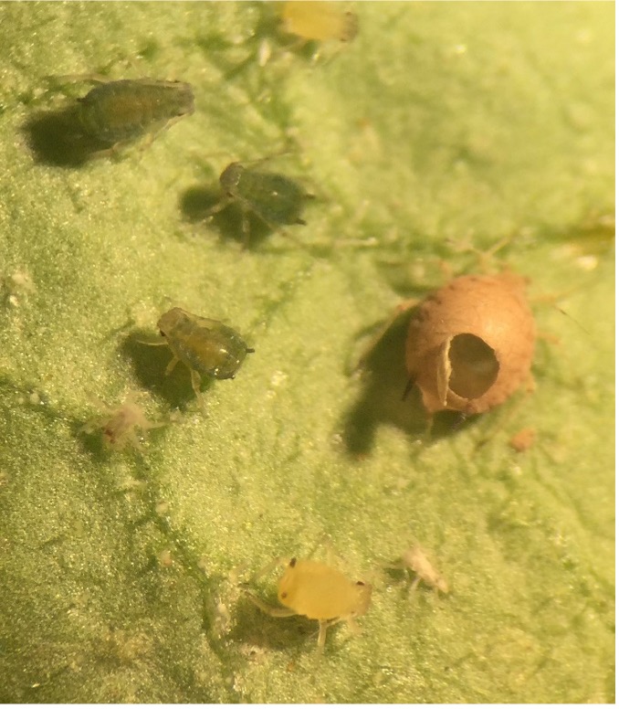 Two spotted aphids and Trichogramma wasp parasitized aphid mummy in ...