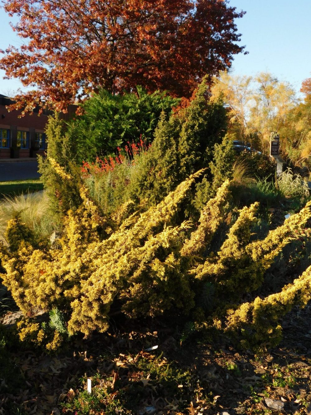 Waterwise_Fall_Closeup_CRW_11.09.20