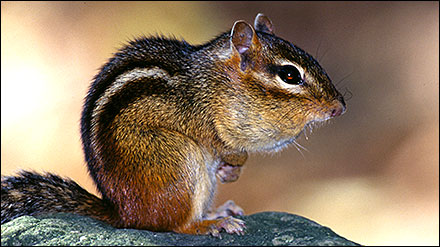 eastern_chipmunk