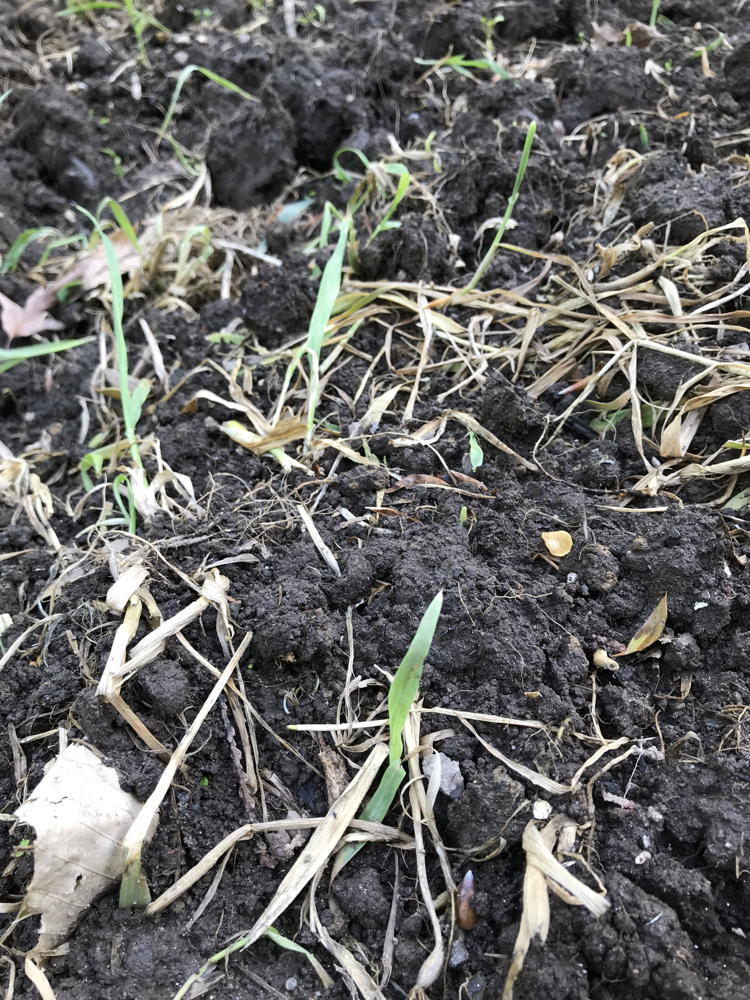Cover Crops to Enrich Soil: