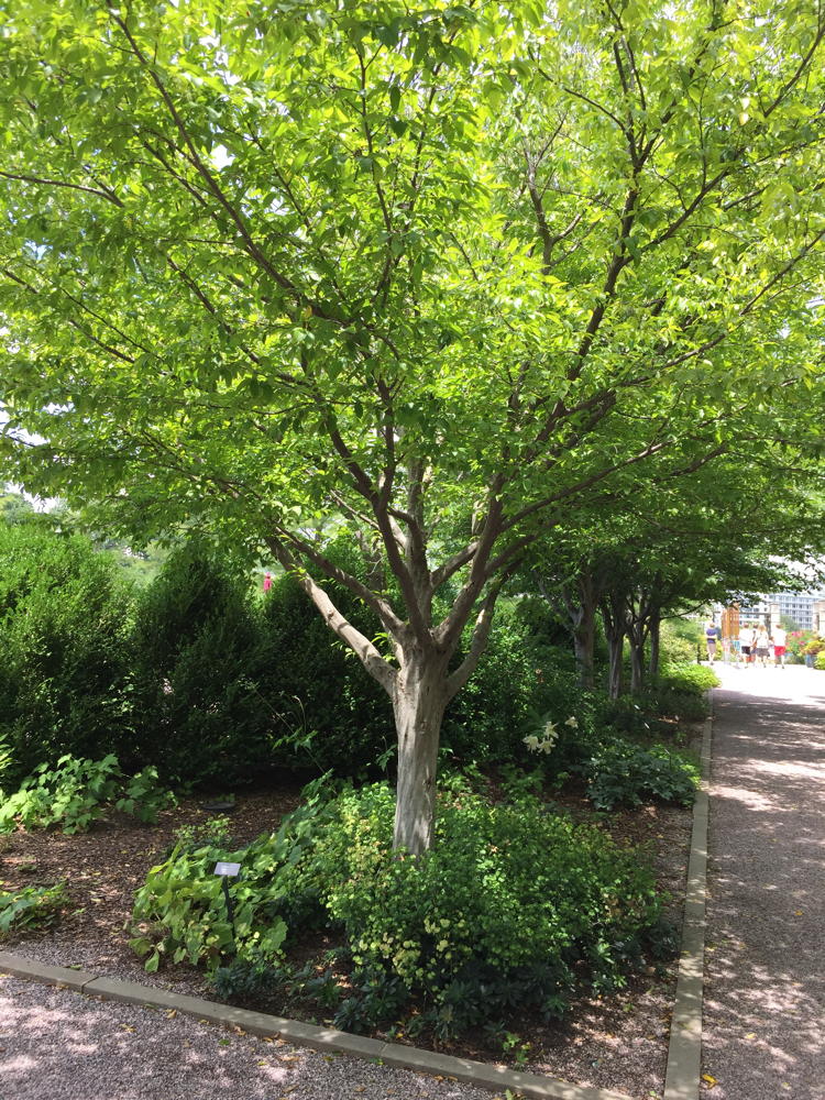 Celebrating Native Trees