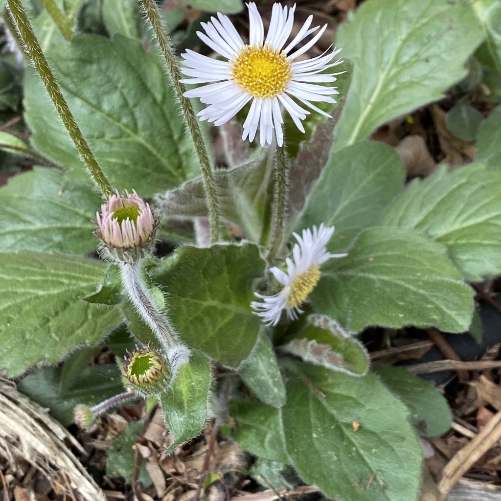 ROUND COVER: Erigeron pulchellus (Robin’s Plantain)