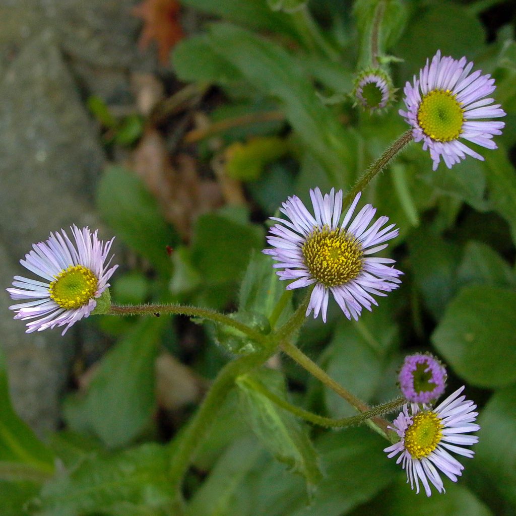 ROUND COVER: Erigeron pulchellus (Robin’s Plantain)