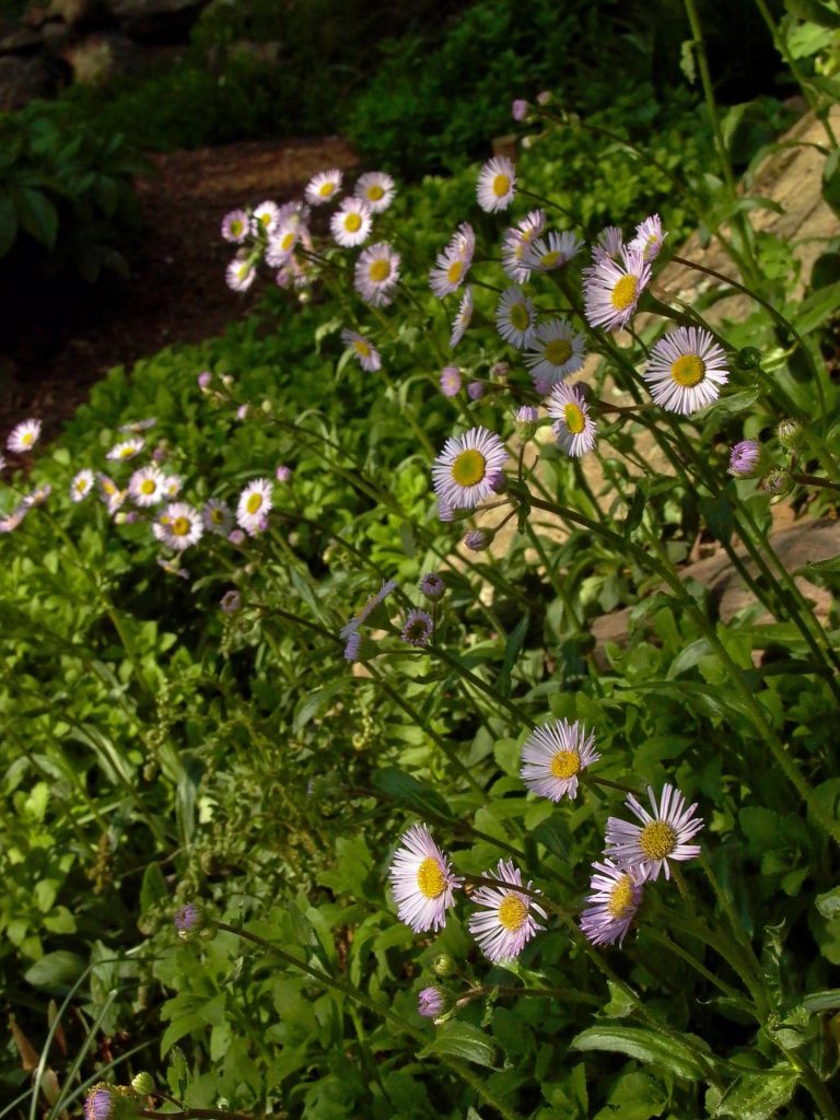 Erigeron pulchellus (Robin’s Plantain)