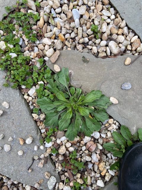Weeds in My Garden Path
