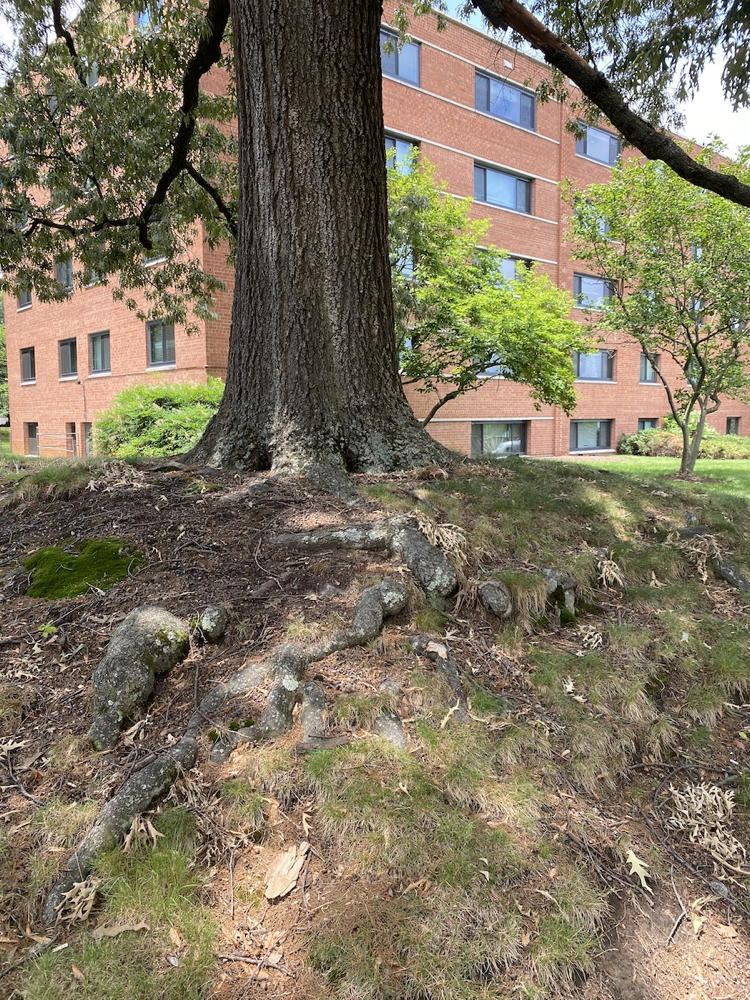 PHOTO #2_exposed_tree_roots_ELM